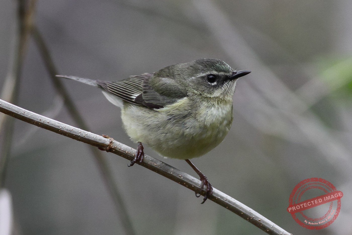 Black-throated Blue Warbler (female) – Jeremy Meyer Photography