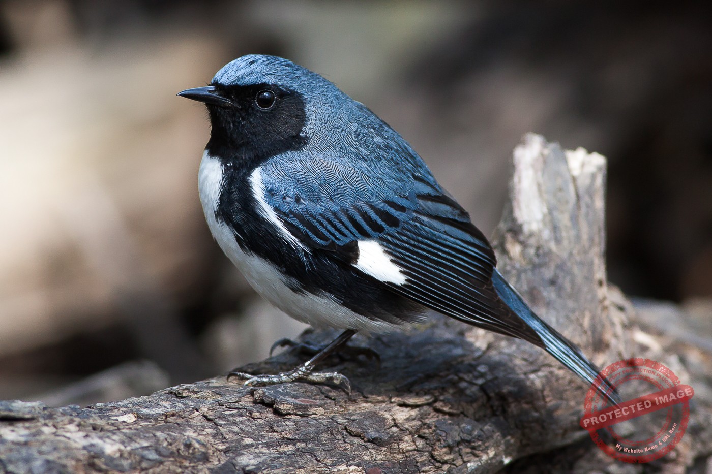 Black-throated Blue Warbler (male) – Jeremy Meyer Photography