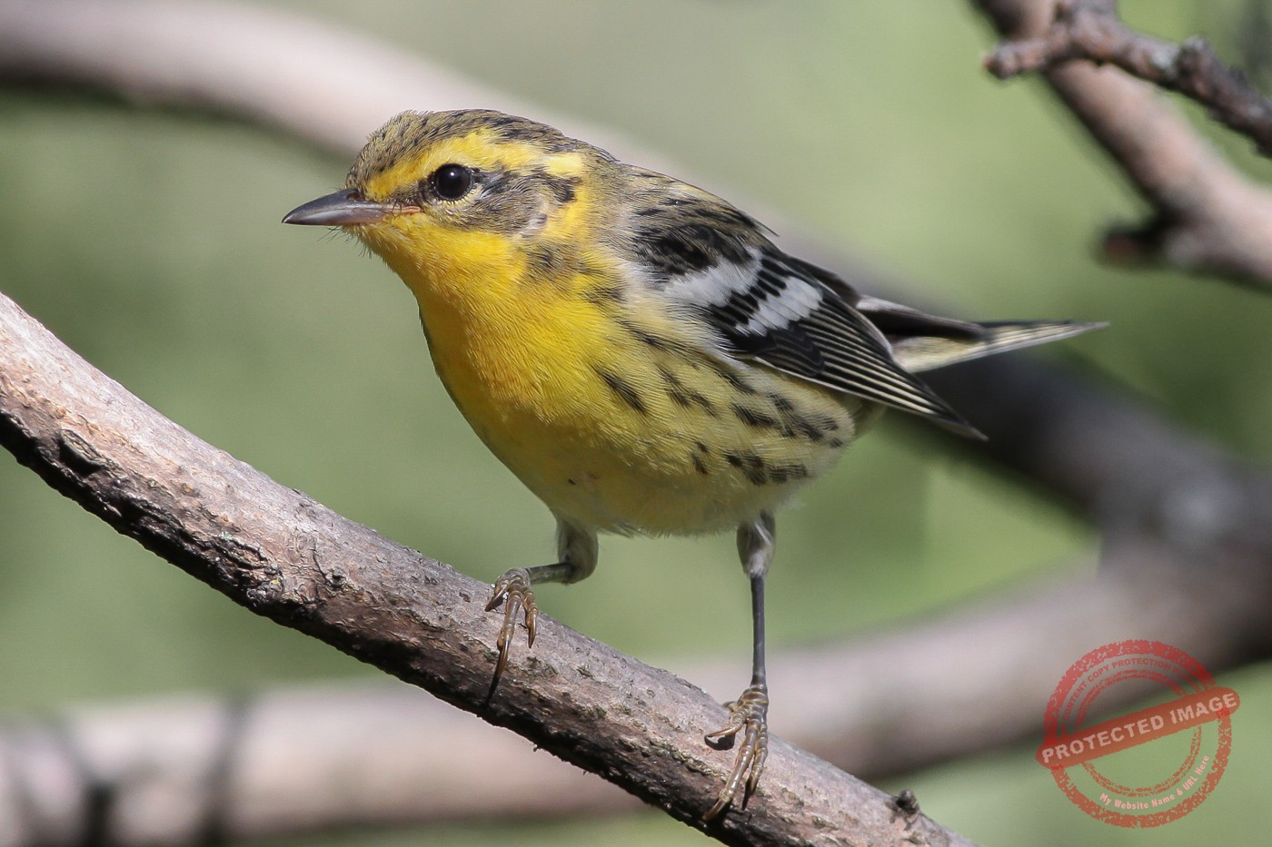 Blackburnian Warbler (female-fall) – Jeremy Meyer Photography