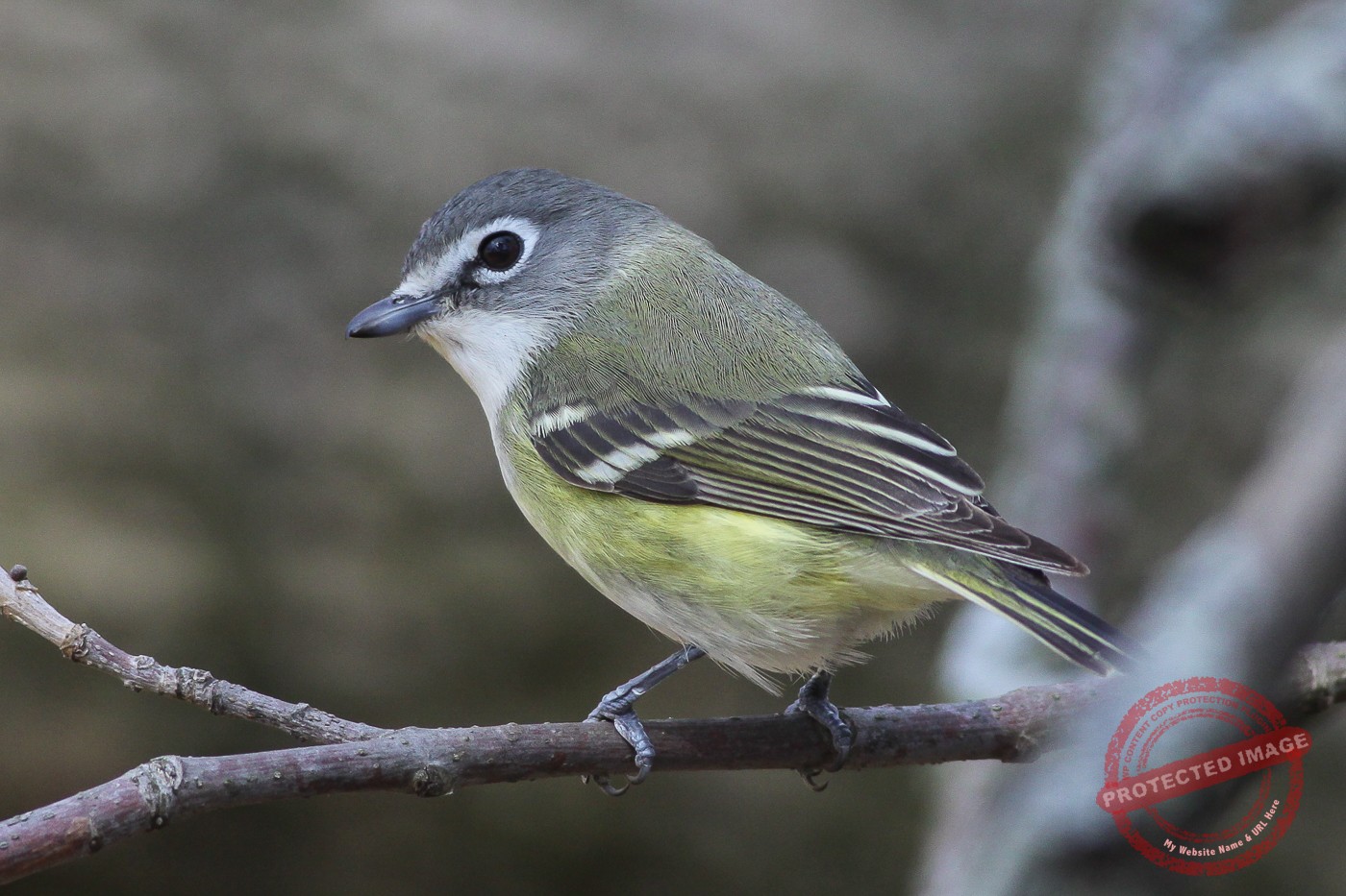 Blue-headed Vireo (male) – Jeremy Meyer Photography