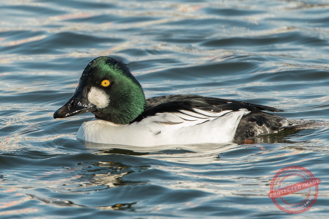 Common Goldeneye (male) – Jeremy Meyer Photography