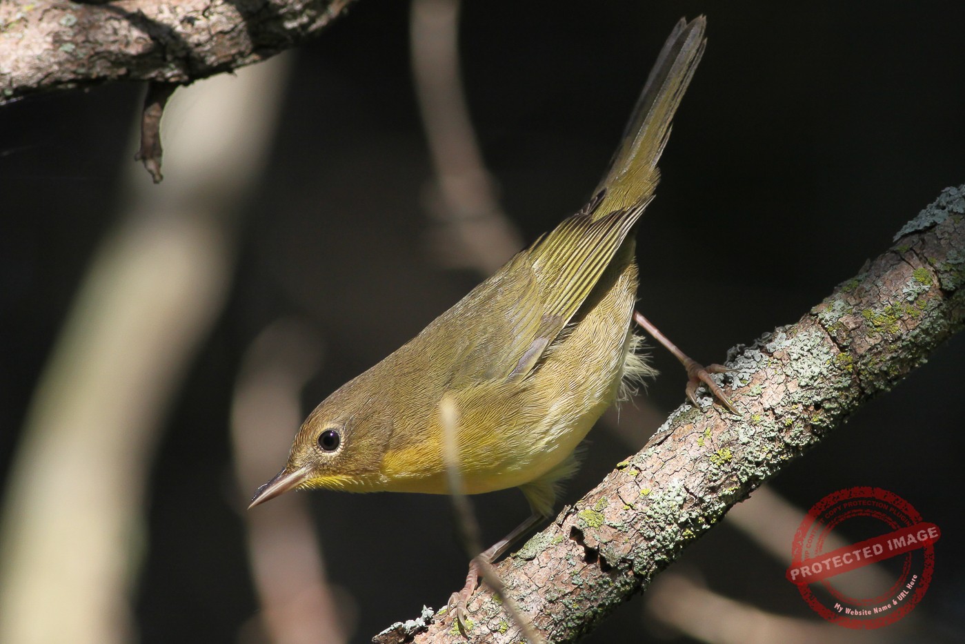 Common Yellowthroat (female-1st fall) – Jeremy Meyer Photography