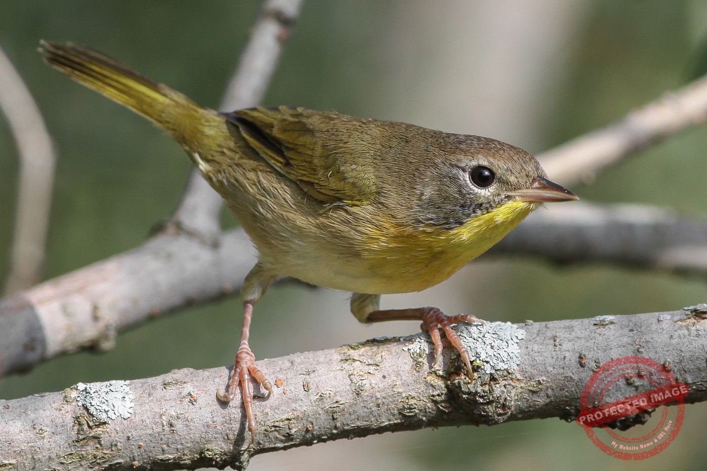 Common Yellowthroat (male-1st fall) – Jeremy Meyer Photography
