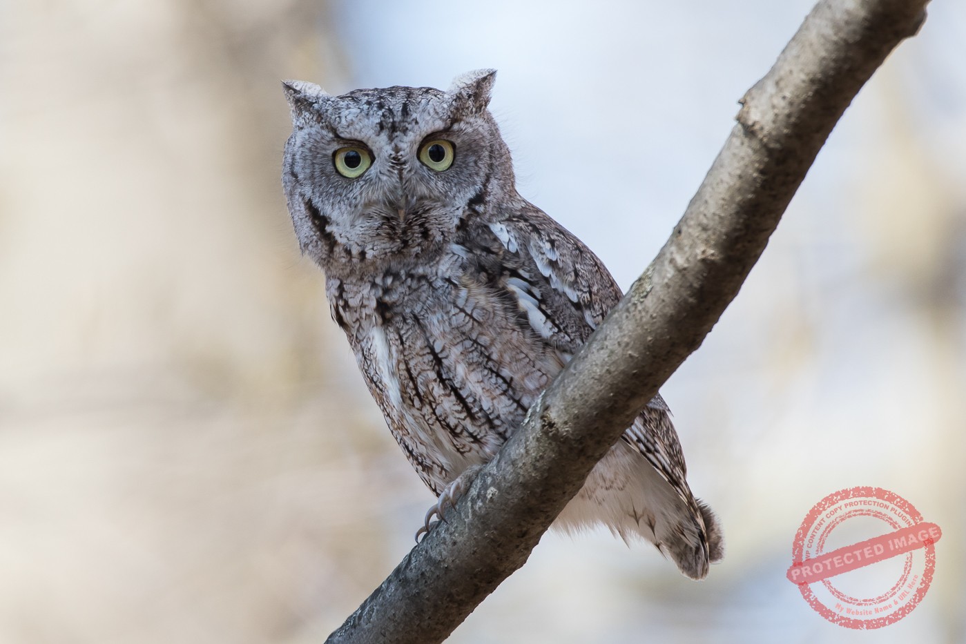 Eastern Screech Owl (grey morph) – Jeremy Meyer Photography