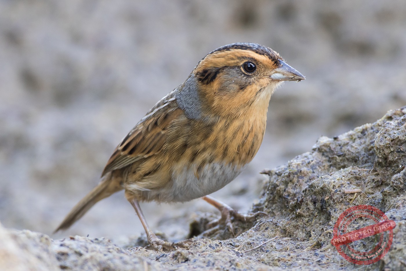 Nelson’s Sharp-tailed Sparrow – Jeremy Meyer Photography