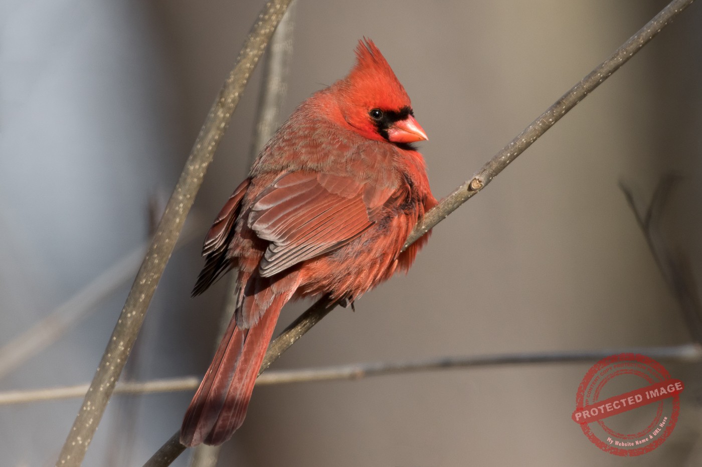 Northern Cardinal (male) – Jeremy Meyer Photography