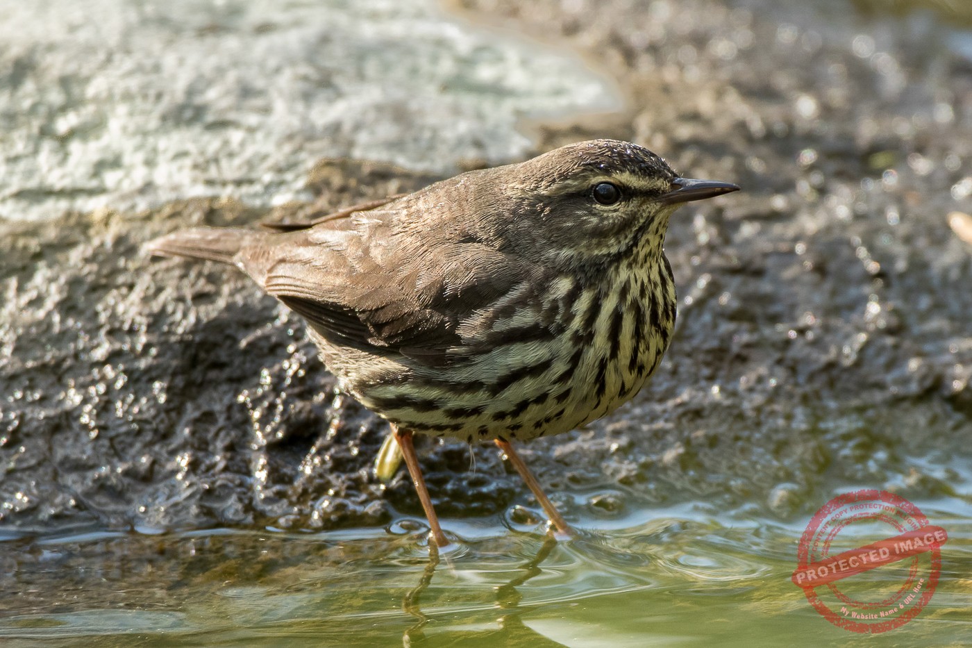 Northern Waterthrush – Jeremy Meyer Photography