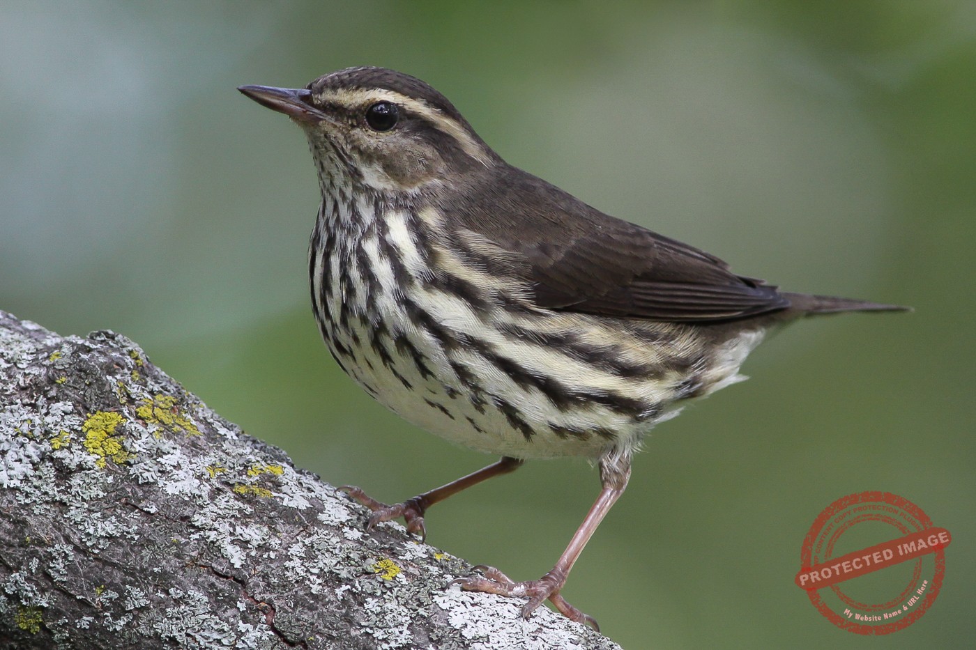 Northern Waterthrush (fall) – Jeremy Meyer Photography