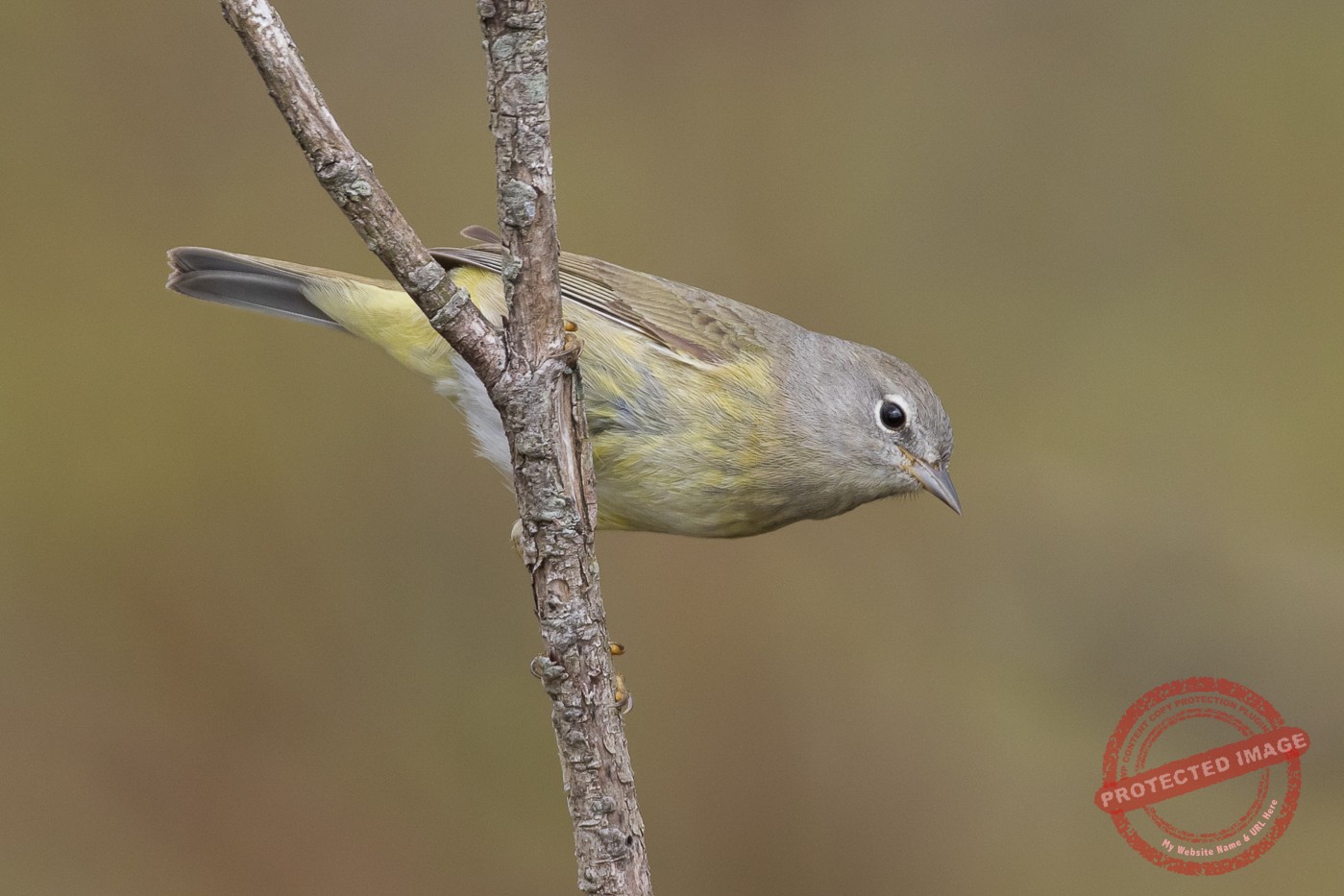 Orange-crowned Warbler (gray-headed – spring) – Jeremy Meyer Photography