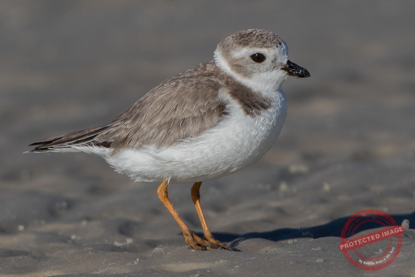 Piping Plover (non-breeding adult) – Jeremy Meyer Photography