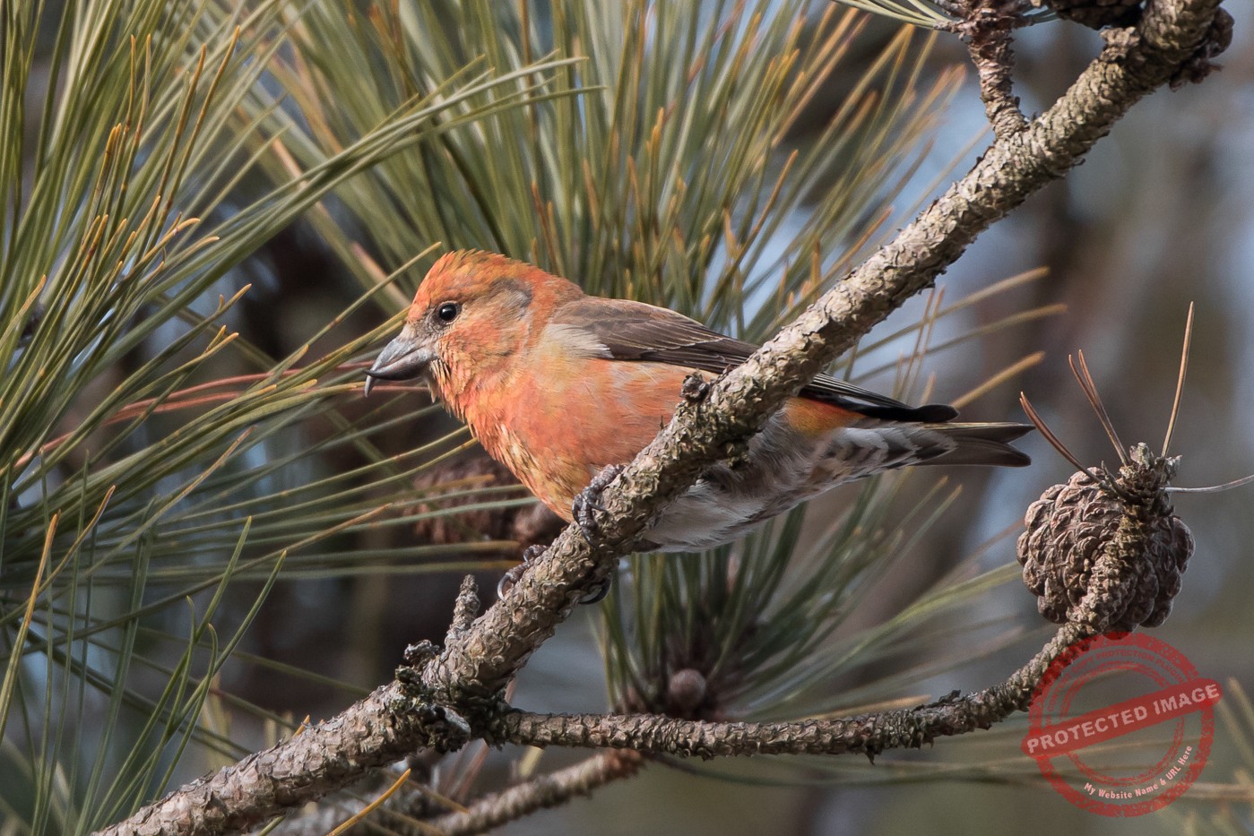 Red Crossbill (male) – Jeremy Meyer Photography