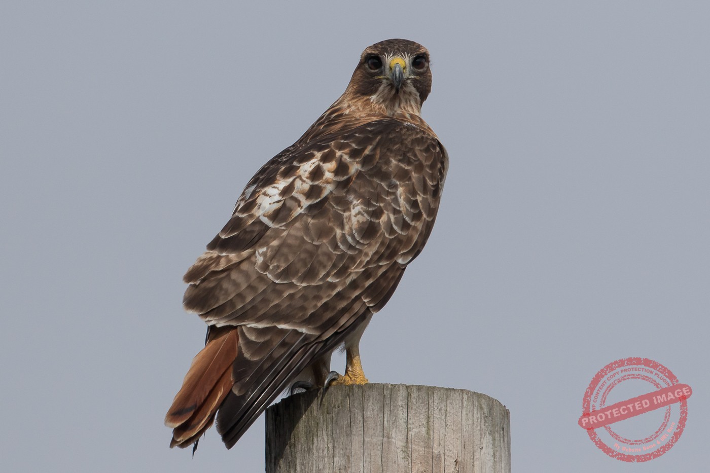Red-tailed Hawk (adult) – Jeremy Meyer Photography