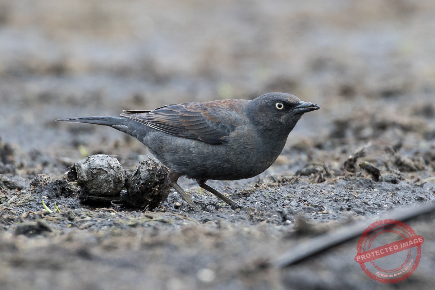 Rusty Blackbird (female) – Jeremy Meyer Photography