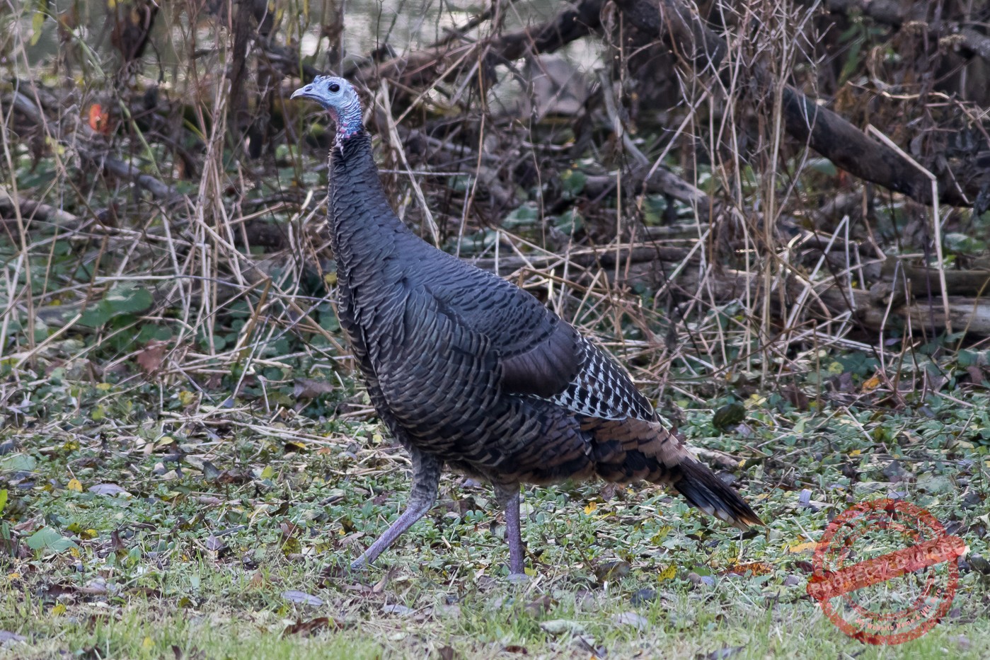 Wild Turkey – Jeremy Meyer Photography