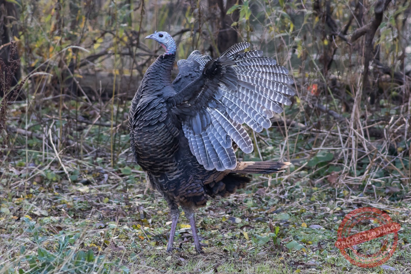 Wild Turkey – Jeremy Meyer Photography