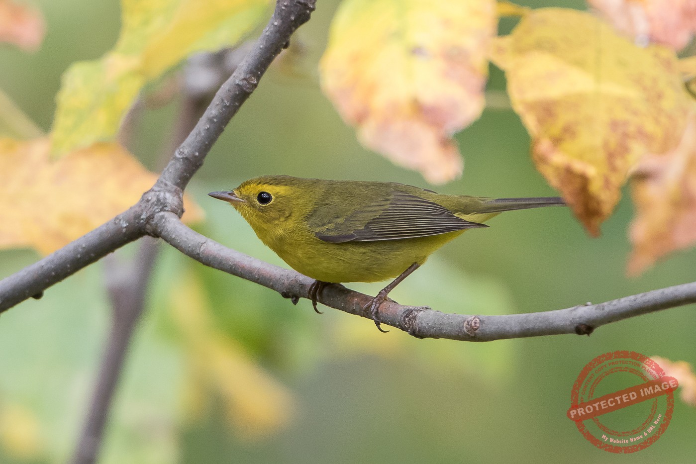 Wilson’s Warbler (female-1st fall) – Jeremy Meyer Photography