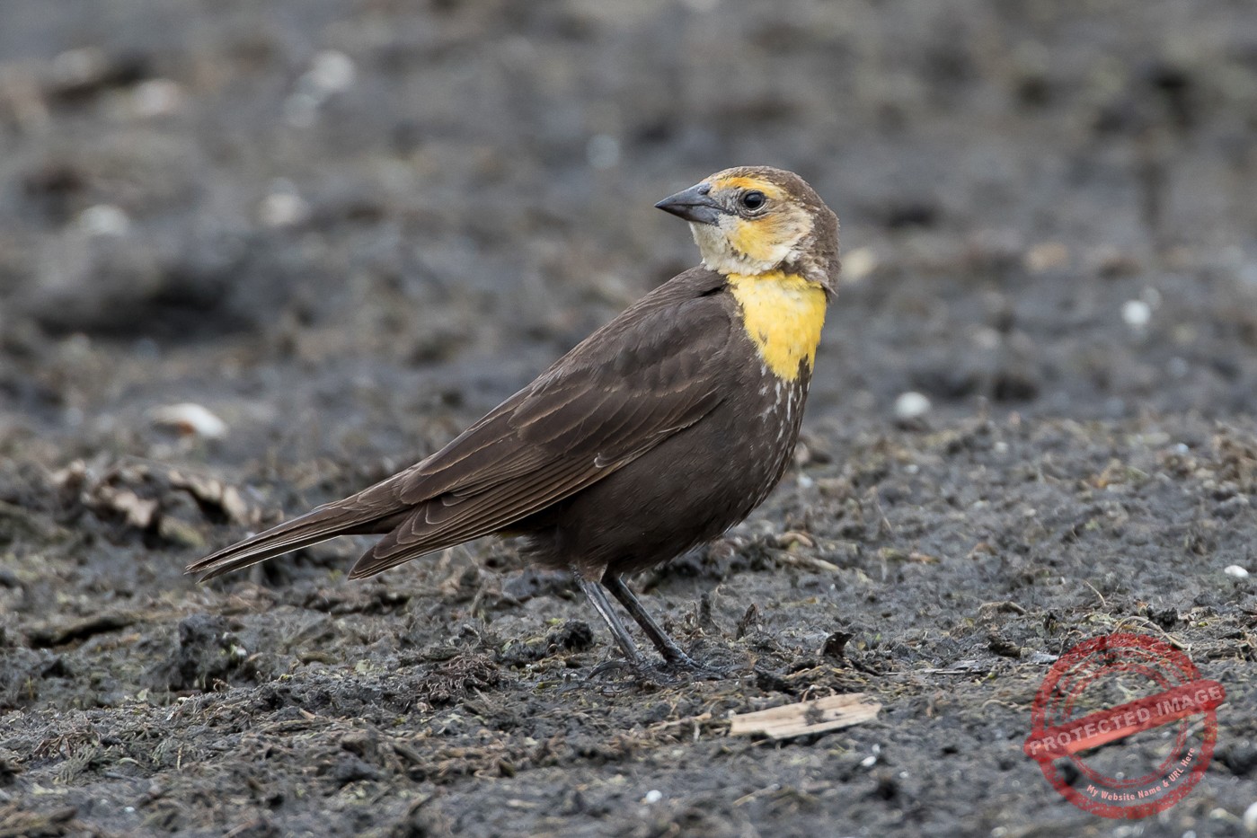 Yellow-headed Blackbird (female) – Jeremy Meyer Photography