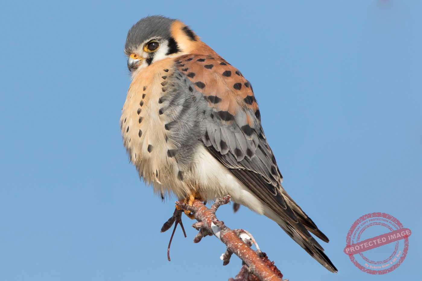 American Kestrel (male) – Jeremy Meyer Photography