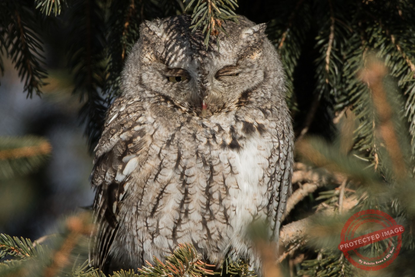 Eastern Screech Owl (gray morph) – Jeremy Meyer Photography