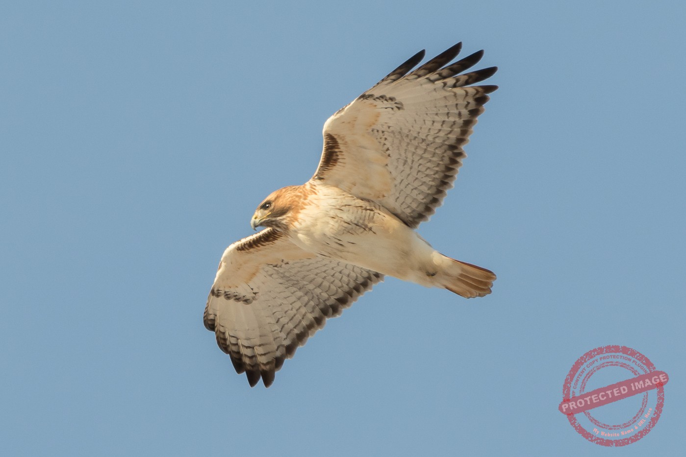 Red-tailed Hawk (adult) – Jeremy Meyer Photography