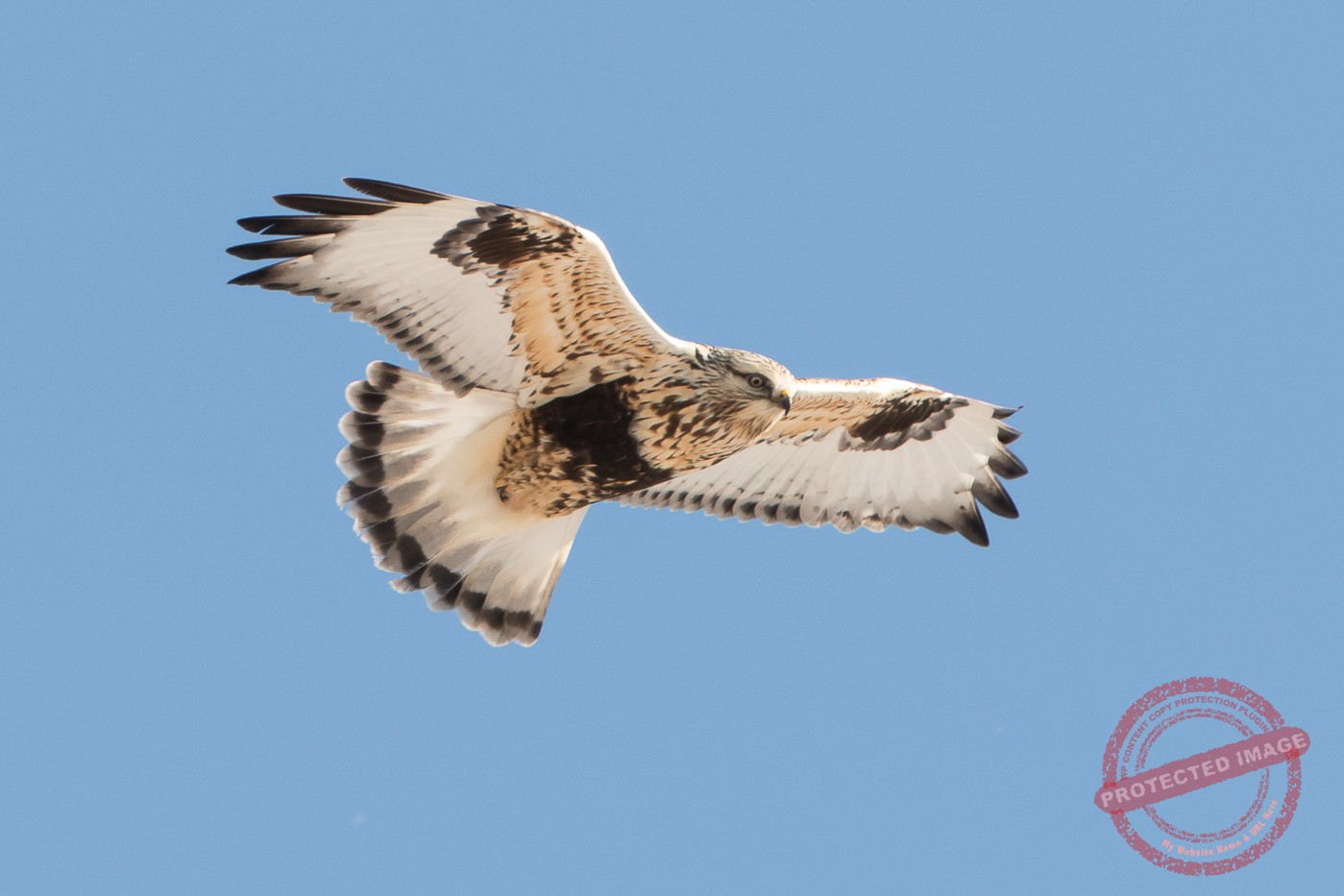 Rough-legged Hawk (immature-light morph) – Jeremy Meyer Photography
