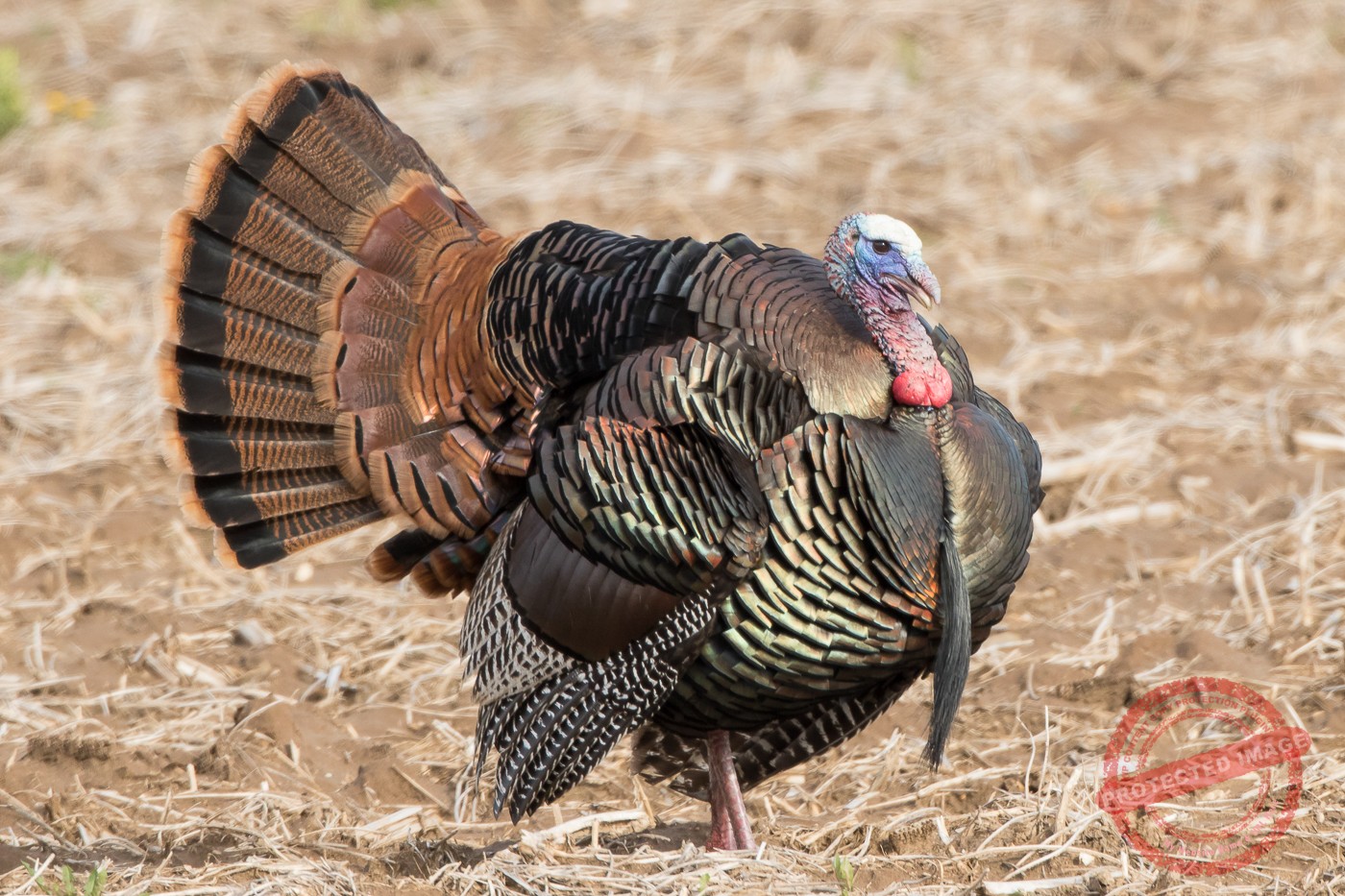 Wild Turkey – Jeremy Meyer Photography
