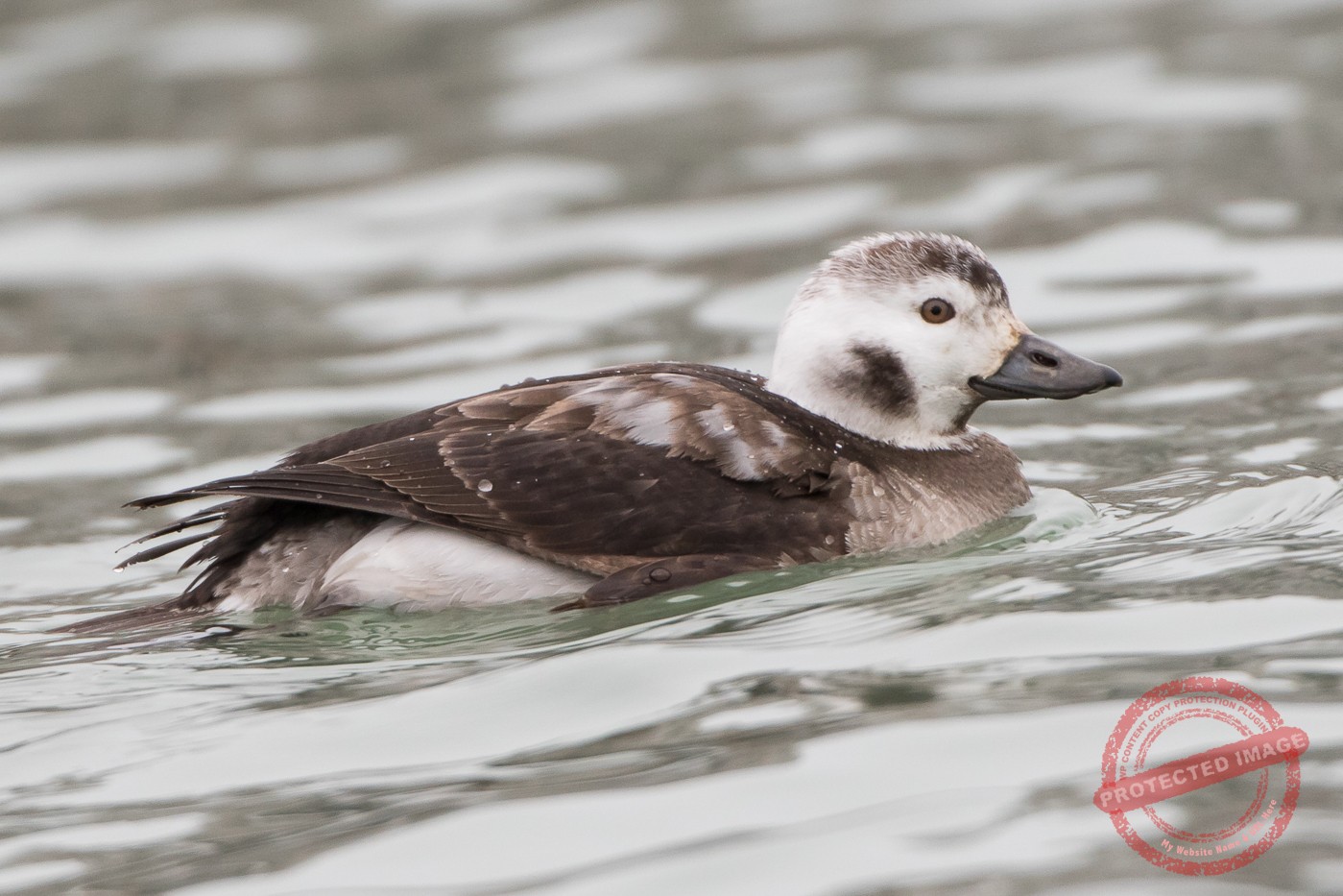 Long-tailed Duck (female) – Jeremy Meyer Photography