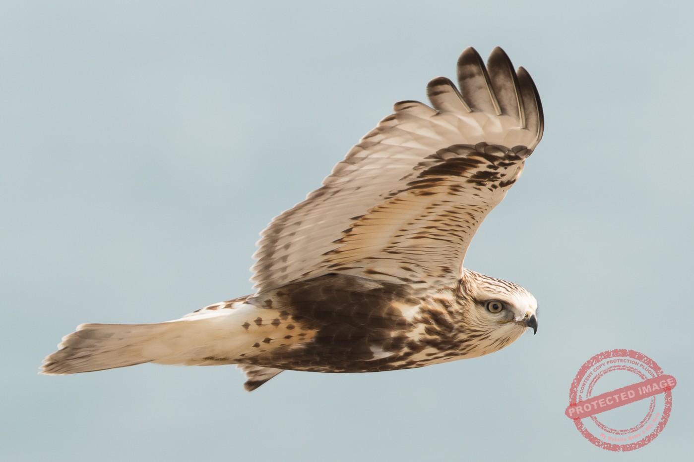 Rough-legged Hawk (immature-light morph) – Jeremy Meyer Photography