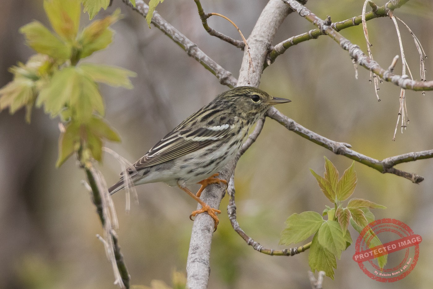 Blackpoll Warbler (female) – Jeremy Meyer Photography