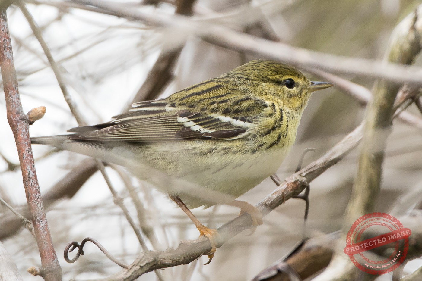 Blackpoll Warbler (female) – Jeremy Meyer Photography