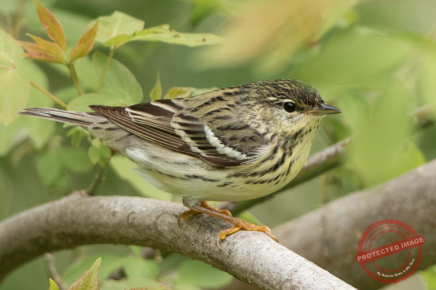 Blackpoll Warbler (female) – Jeremy Meyer Photography