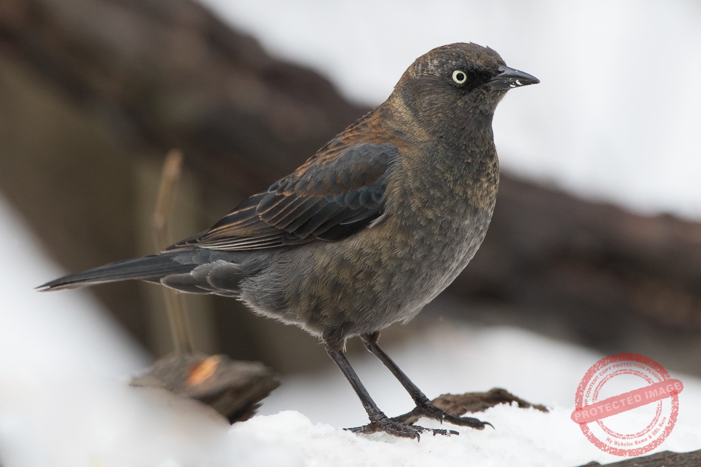 Rusty Blackbird Female Jeremy Meyer Photography