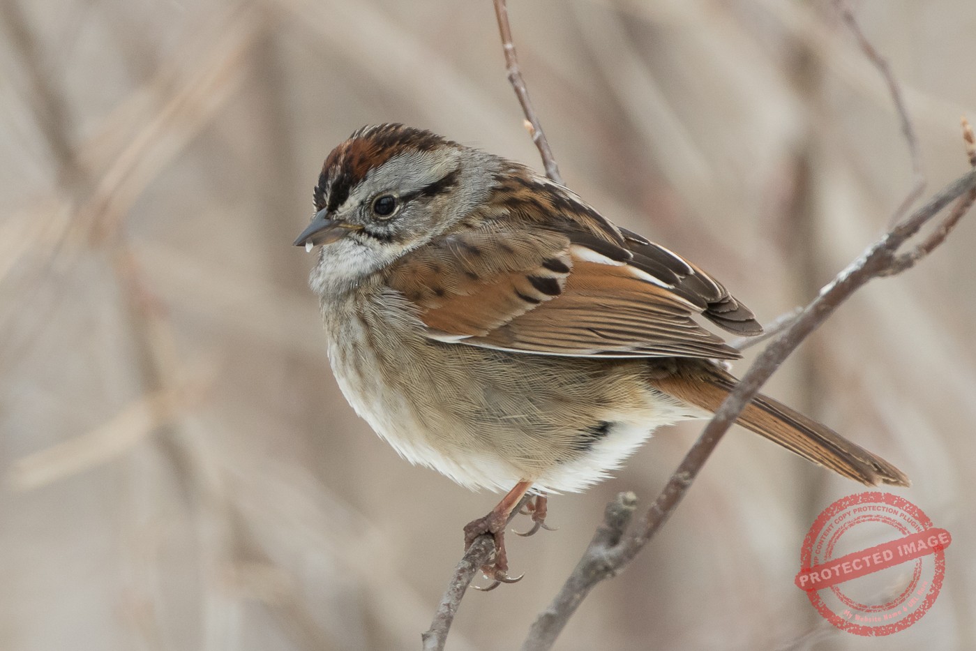 Swamp Sparrow – Jeremy Meyer Photography
