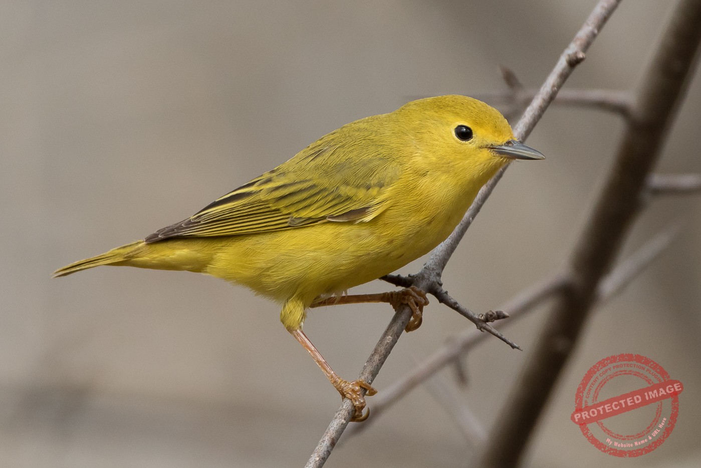 Yellow Warbler (female-spring) – Jeremy Meyer Photography