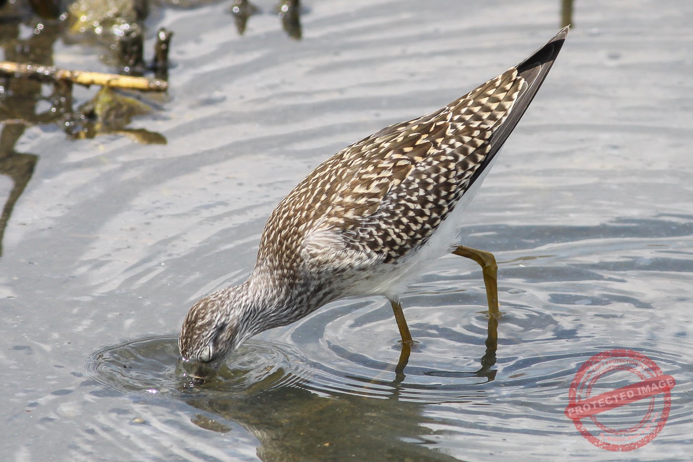 Lesser Yellowlegs (breeding adult) – Jeremy Meyer Photography