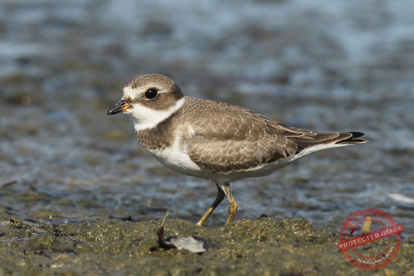 Semipalmated Plover (juvenile) – Jeremy Meyer Photography
