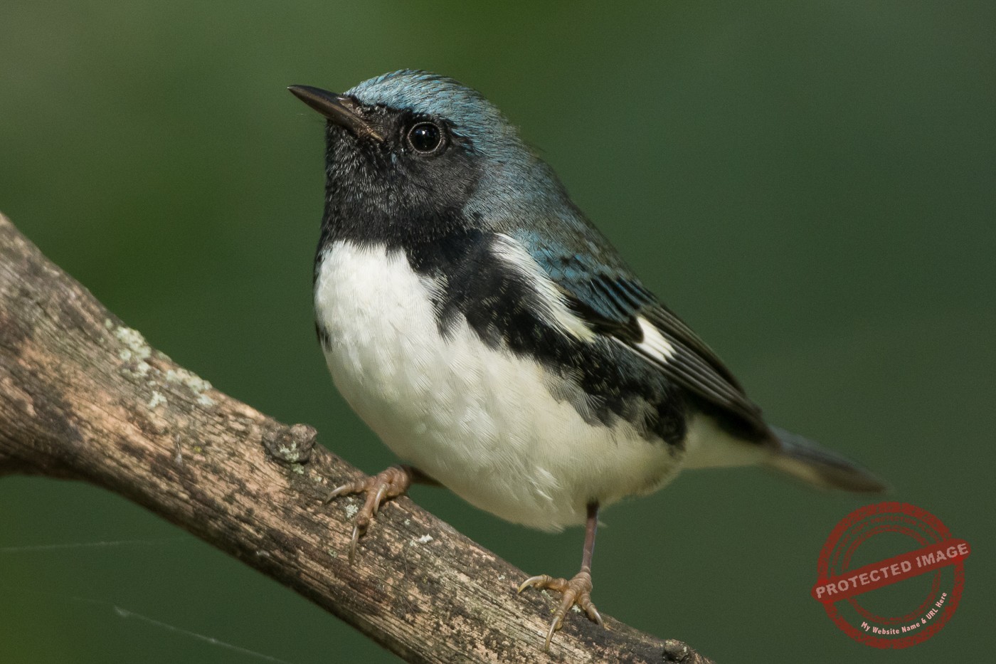 Black-throated Blue Warbler (male-fall) – Jeremy Meyer Photography