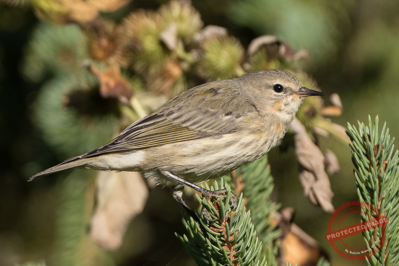 Cape May Warbler (female-1st fall) – Jeremy Meyer Photography