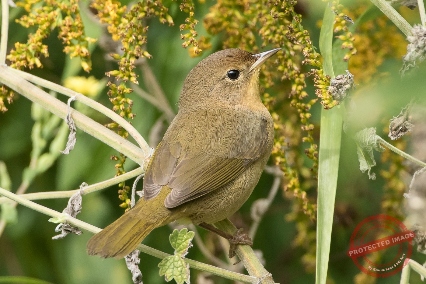 Common Yellowthroat (female-1st fall) – Jeremy Meyer Photography