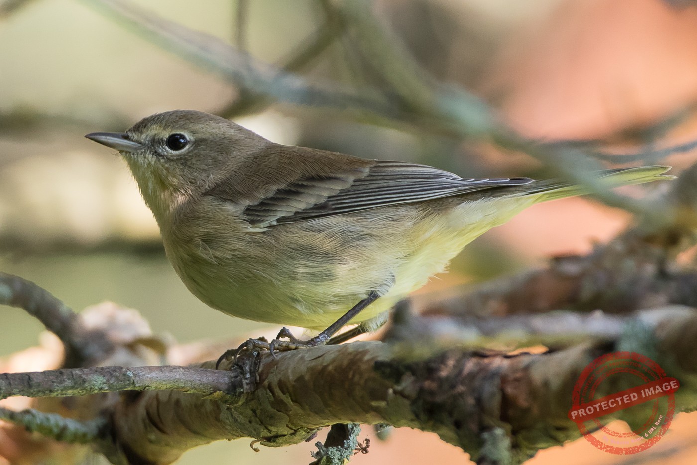 Pine Warbler (female-1st fall) – Jeremy Meyer Photography