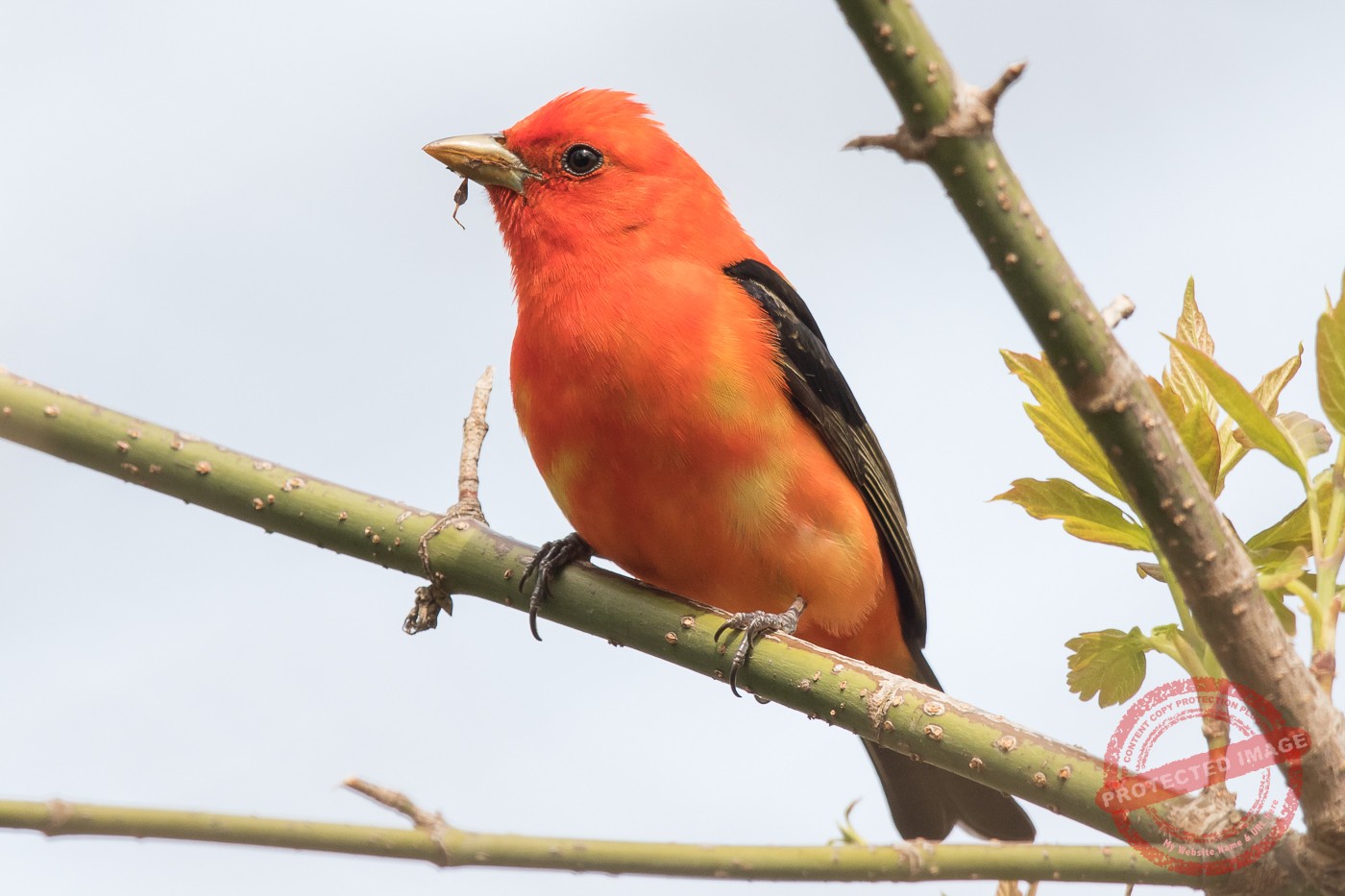 Scarlet Tanager (male-spring) – Jeremy Meyer Photography