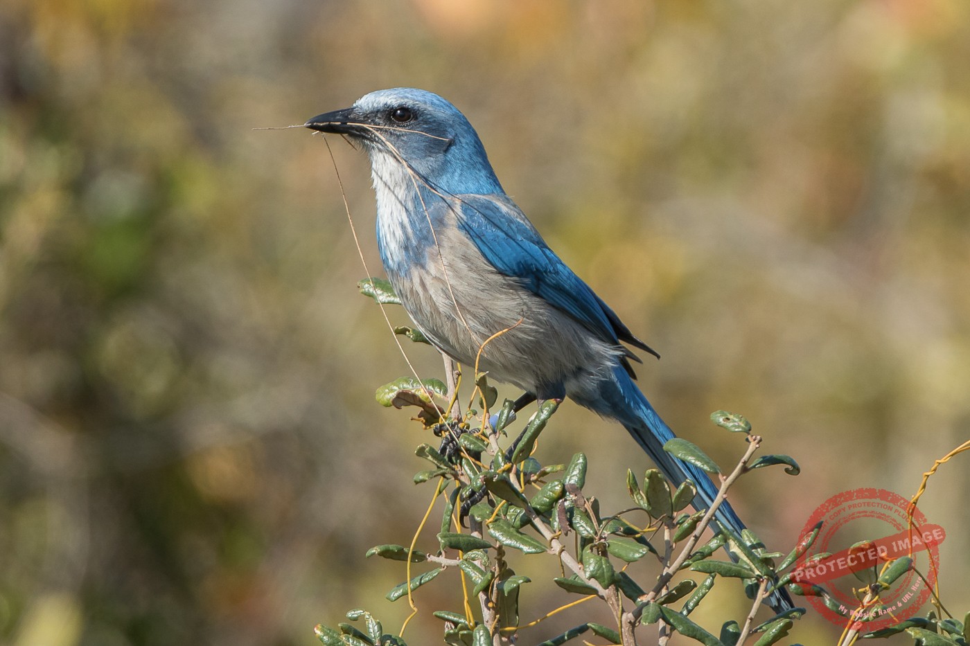 Florida Scrub-Jay – Jeremy Meyer Photography