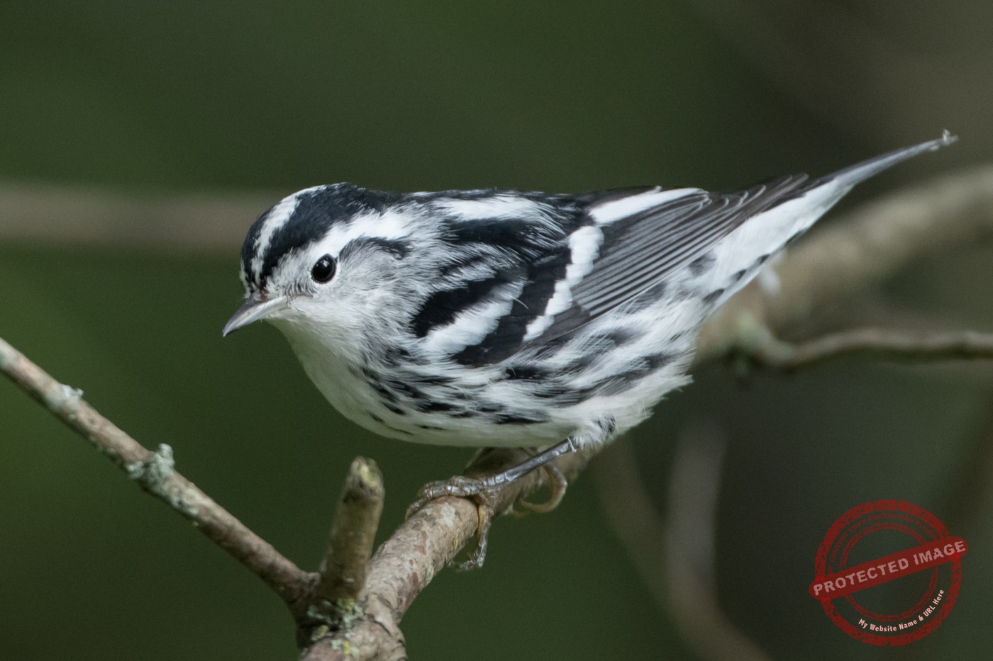 Black-and-white Warbler (female-fall) – Jeremy Meyer Photography