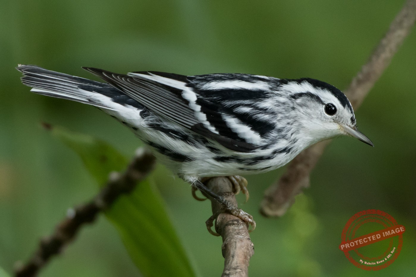Black-and-white Warbler (female-fall) – Jeremy Meyer Photography