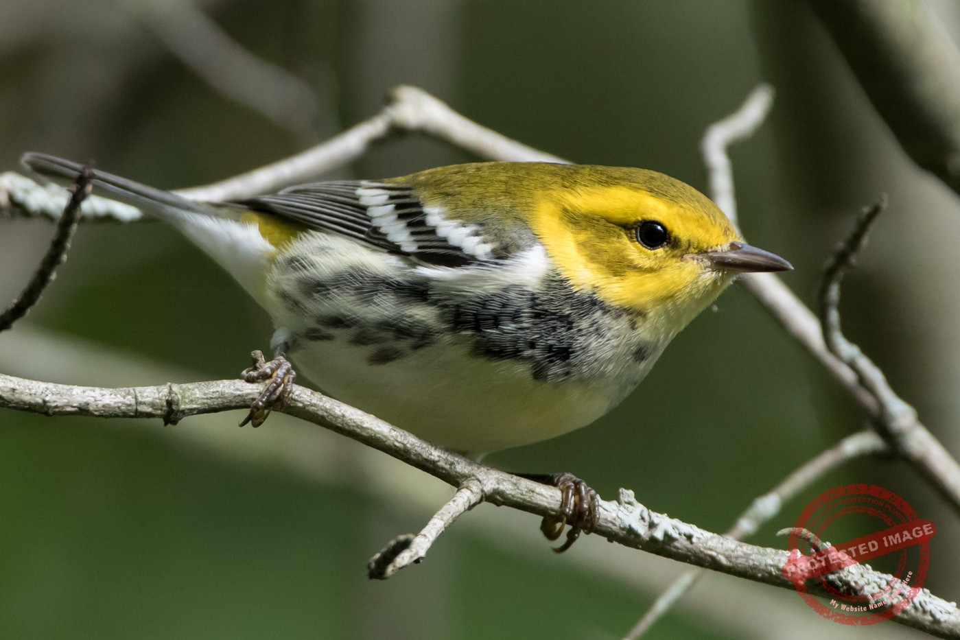 Black-throated Green Warbler (female-fall) – Jeremy Meyer Photography