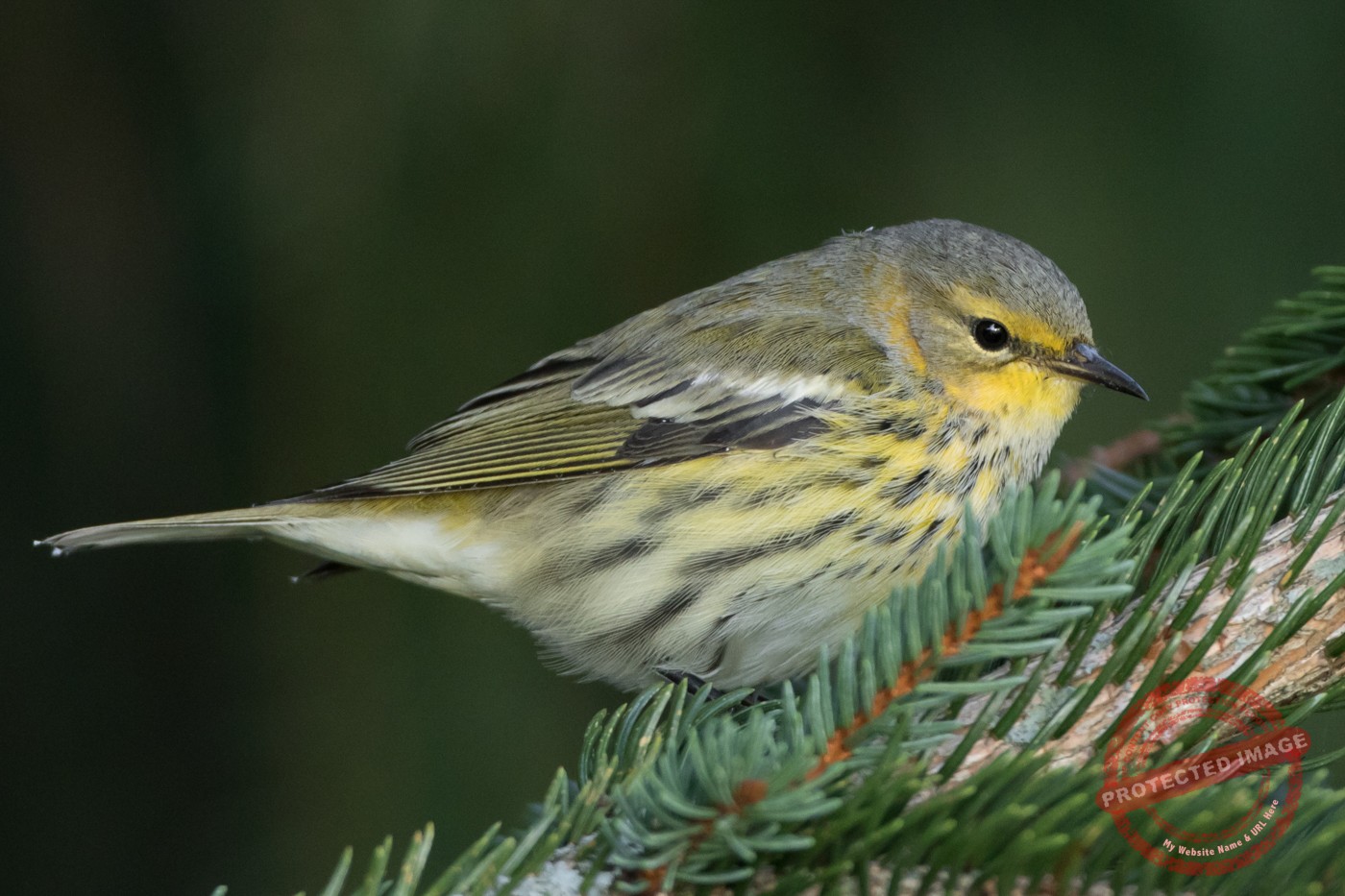 Cape May Warbler (female-fall) – Jeremy Meyer Photography