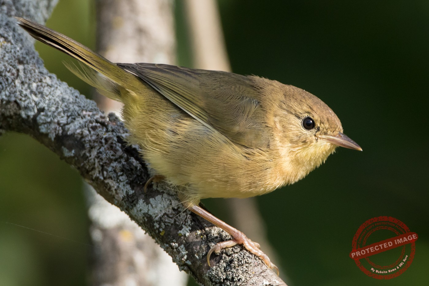 Common Yellowthroat (female-1st fall) – Jeremy Meyer Photography