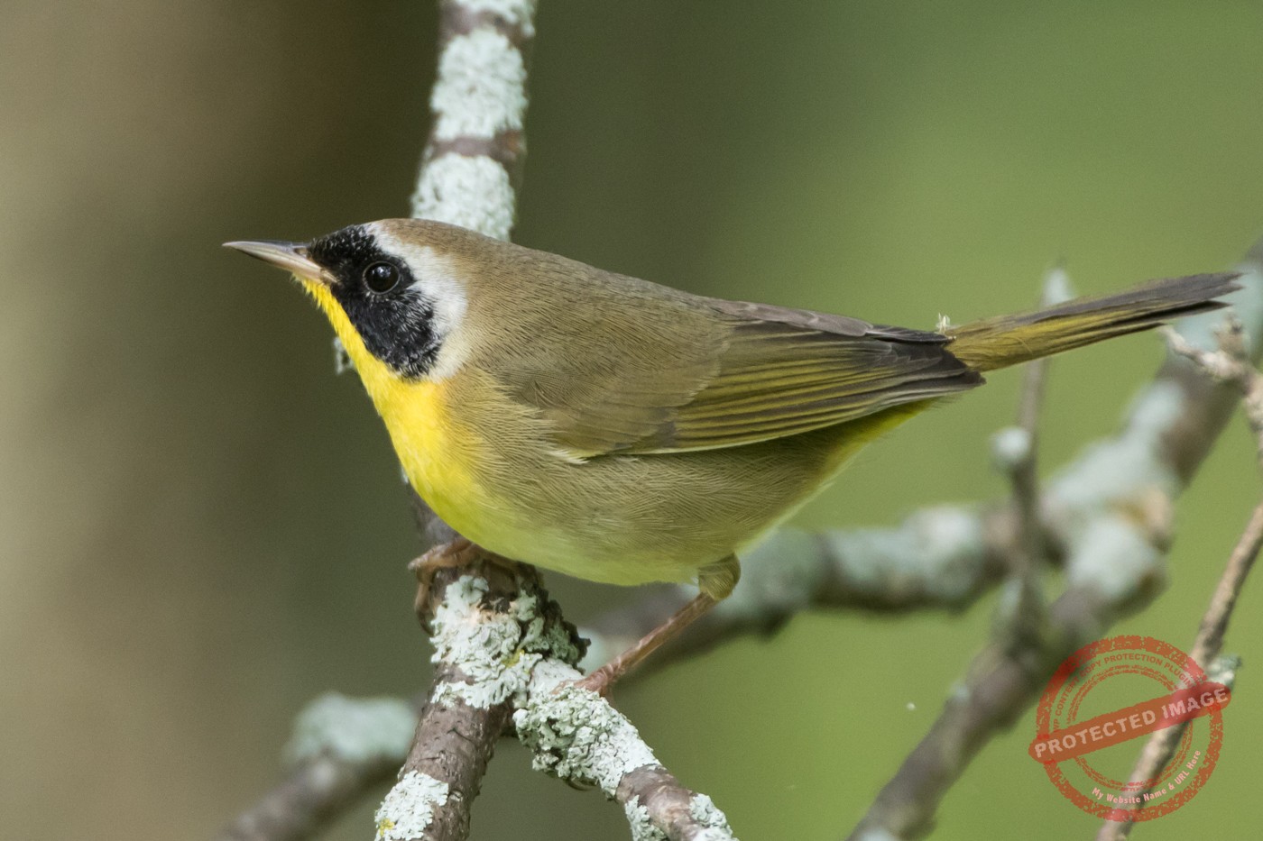Common Yellowthroat (male-fall) – Jeremy Meyer Photography