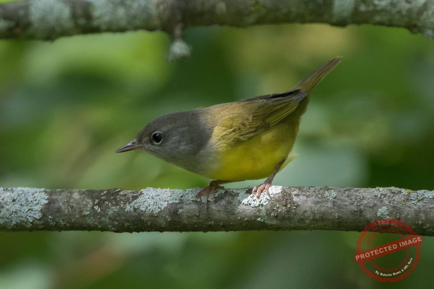 Mourning Warbler (female-fall) – Jeremy Meyer Photography