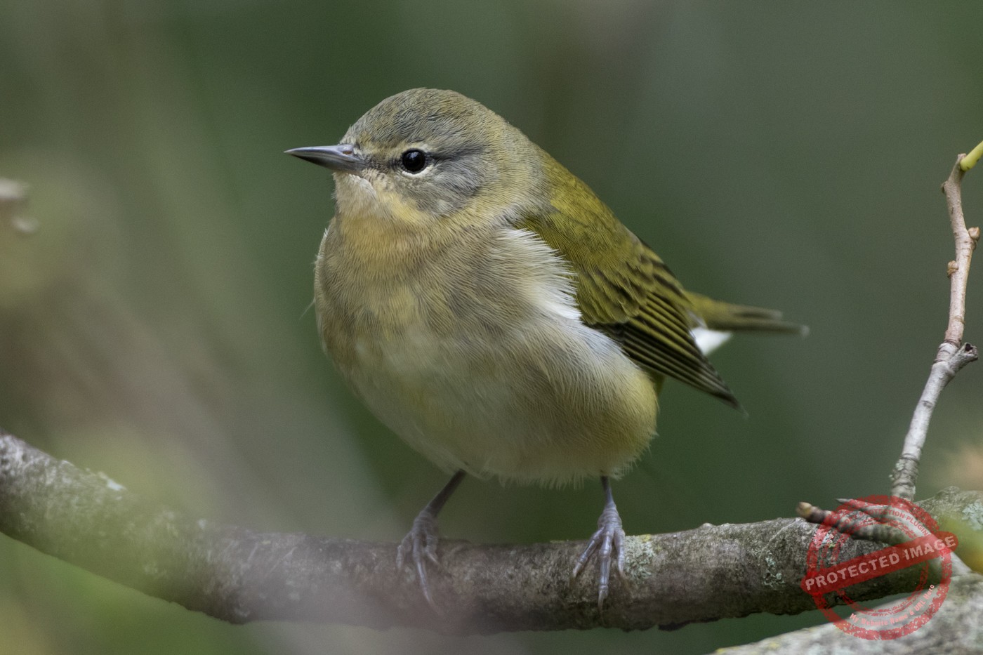 Tennessee Warbler (female-fall) – Jeremy Meyer Photography